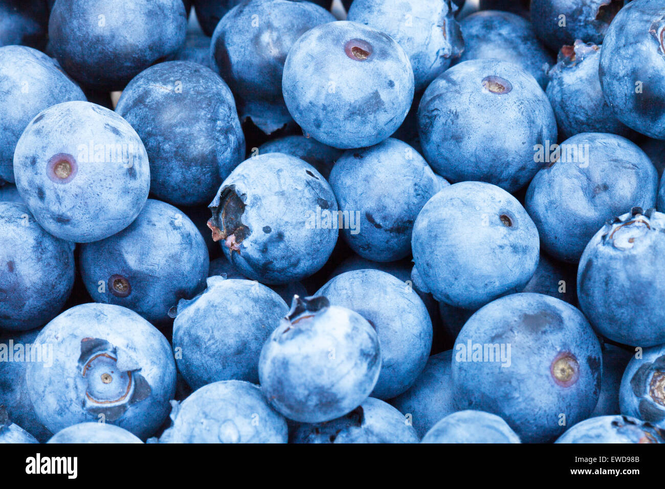 Bunch of freshly picked blueberries - close up Stock Photo - Alamy