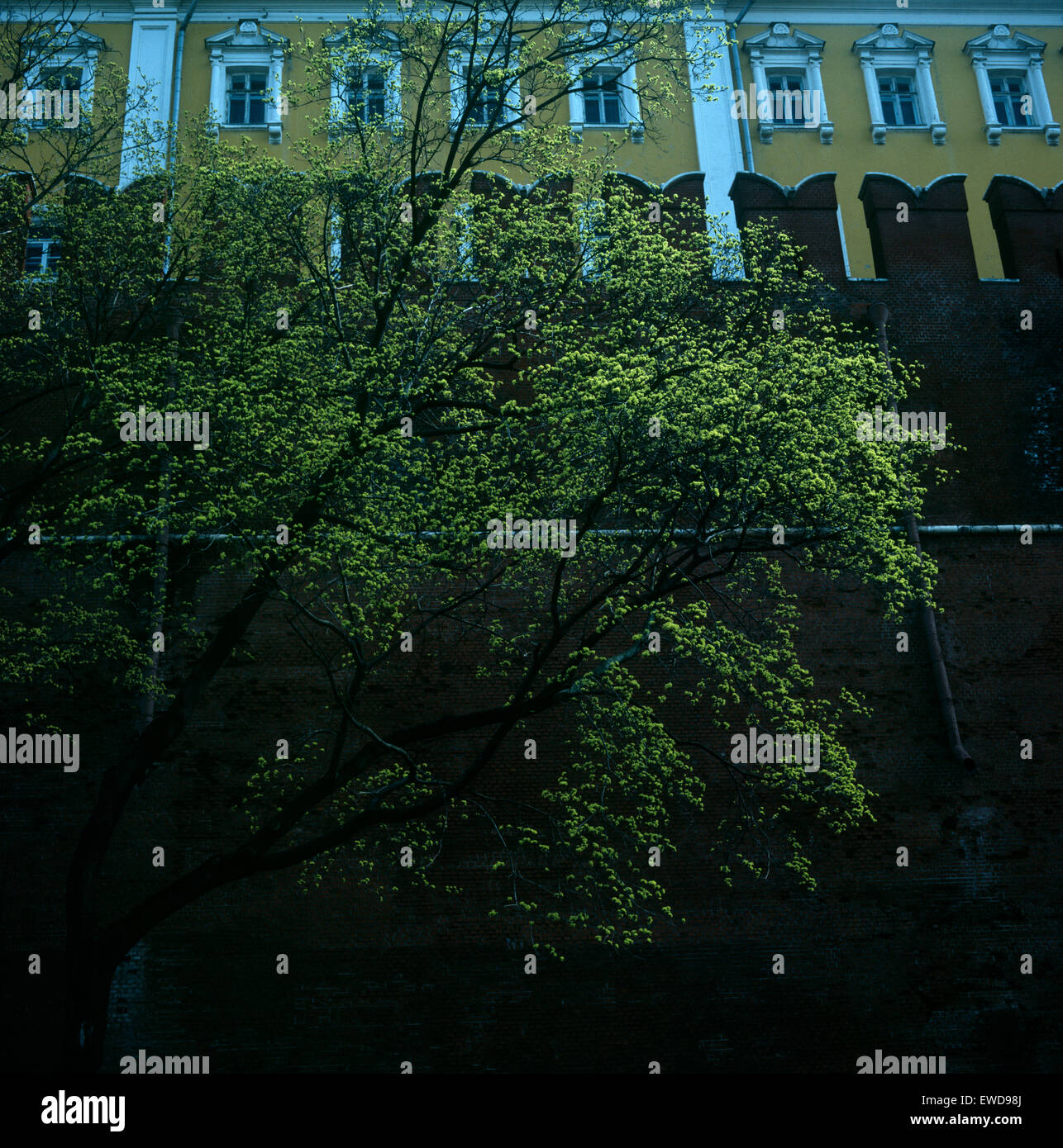 Tree in front of wall hi-res stock photography and images - Alamy