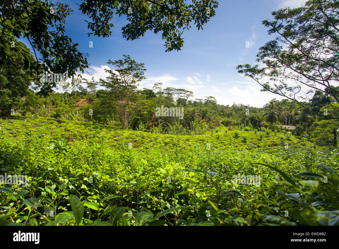 Ceylon flora hi-res stock photography and images - Alamy