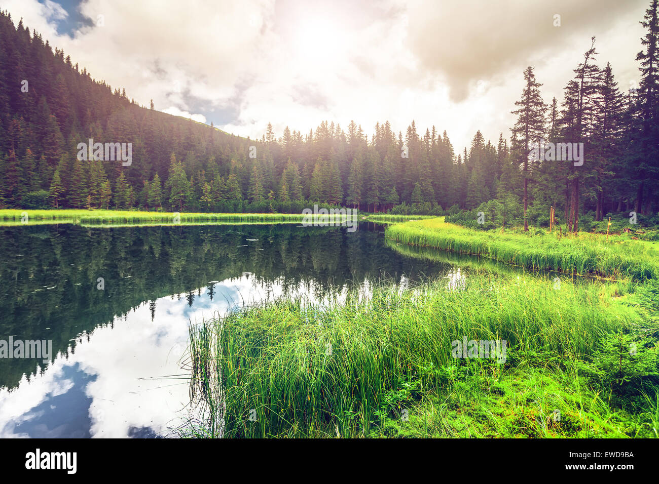 Summer mountain lake forrest Stock Photo - Alamy