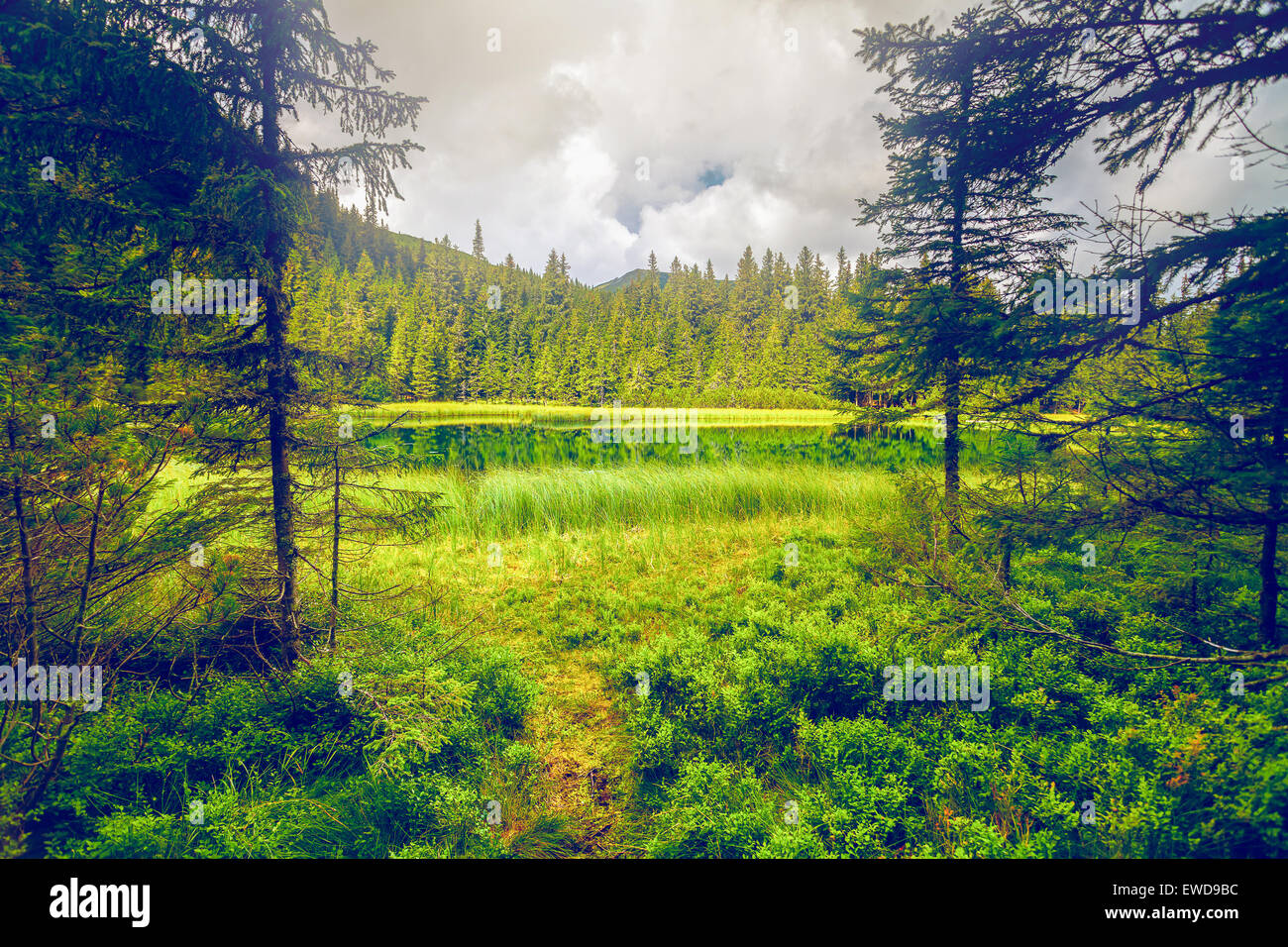 Summer mountain lake forrest Stock Photo - Alamy