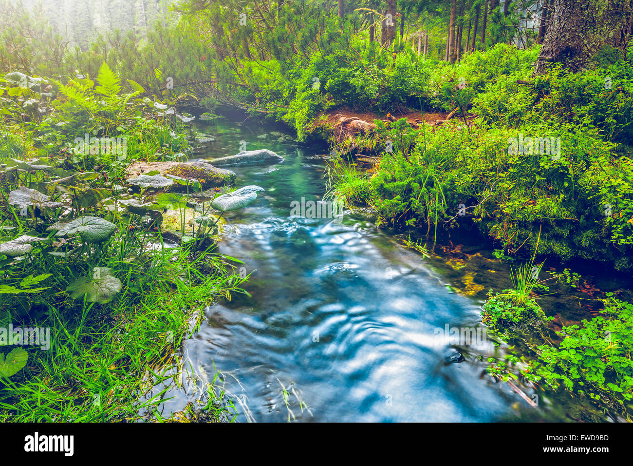 Stream in bright autumn wood hi-res stock photography and images - Alamy