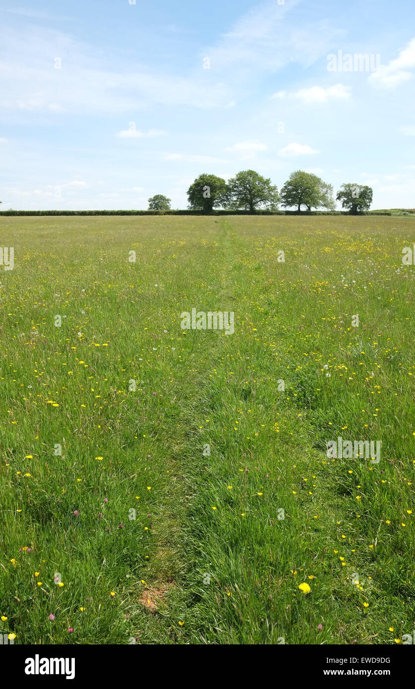 Quite summer country scene in rural Gloucestershire, with trees and a ...