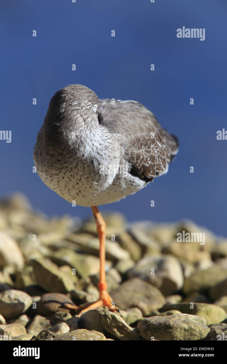 Wader roosting hi-res stock photography and images - Alamy