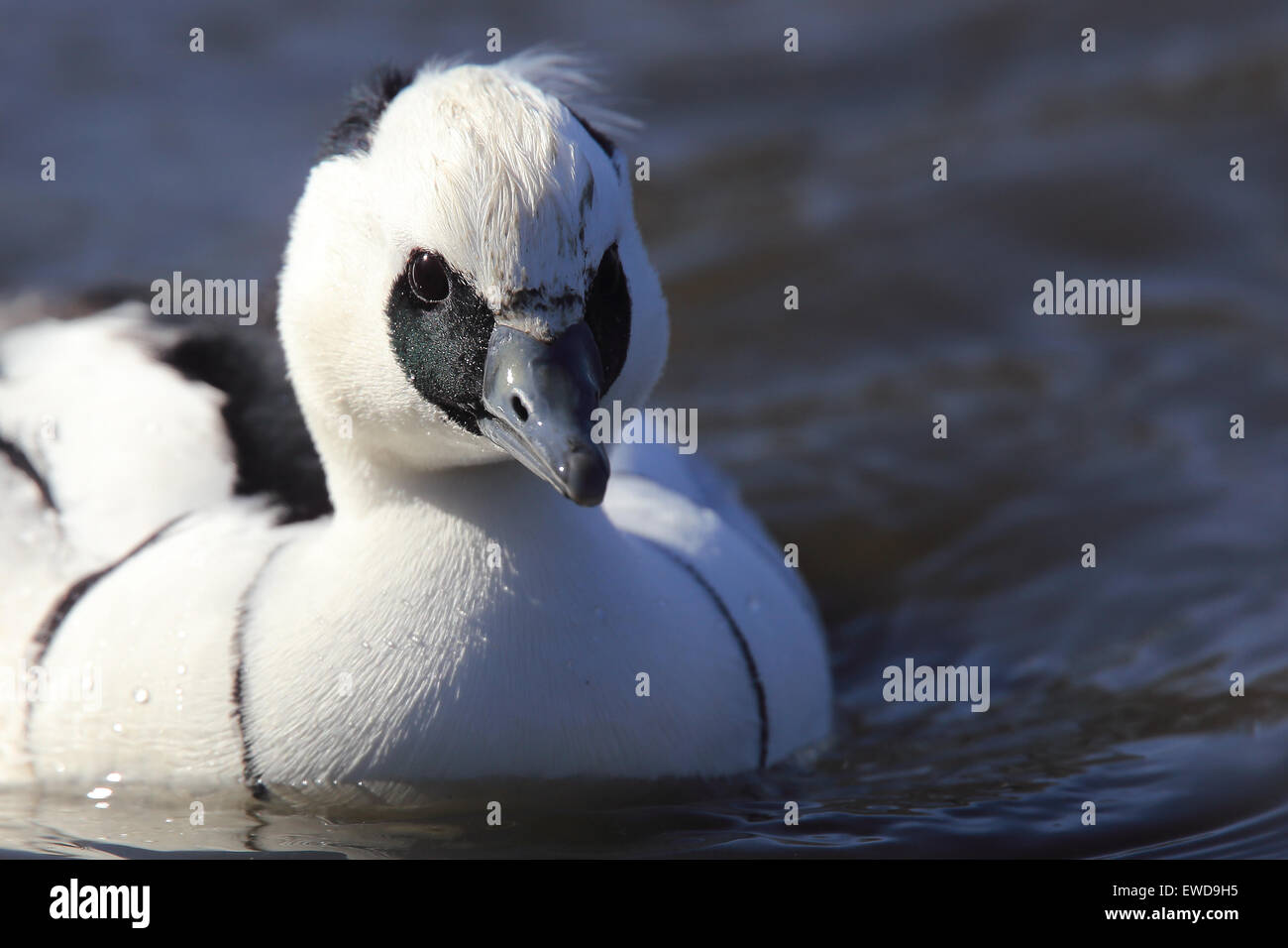 Smew (Mergellus albellus), a head shot of a male (drake) captive duck ...