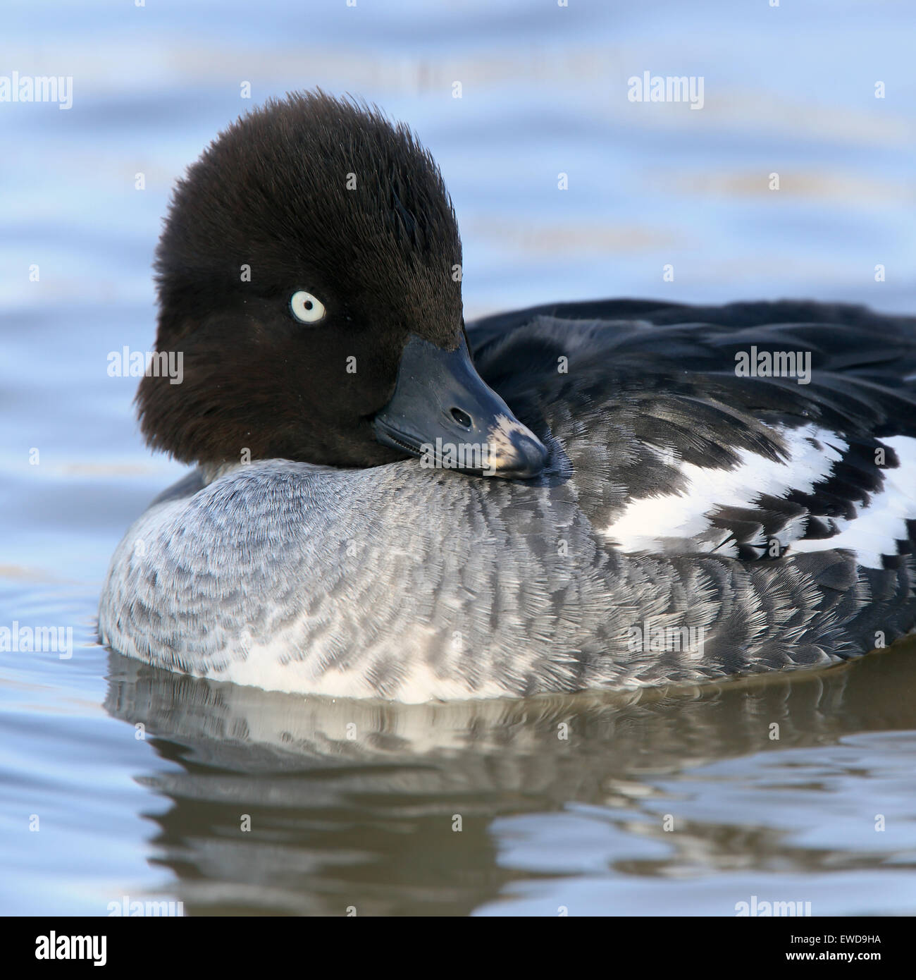 Goldeneye duck uk hi-res stock photography and images - Alamy