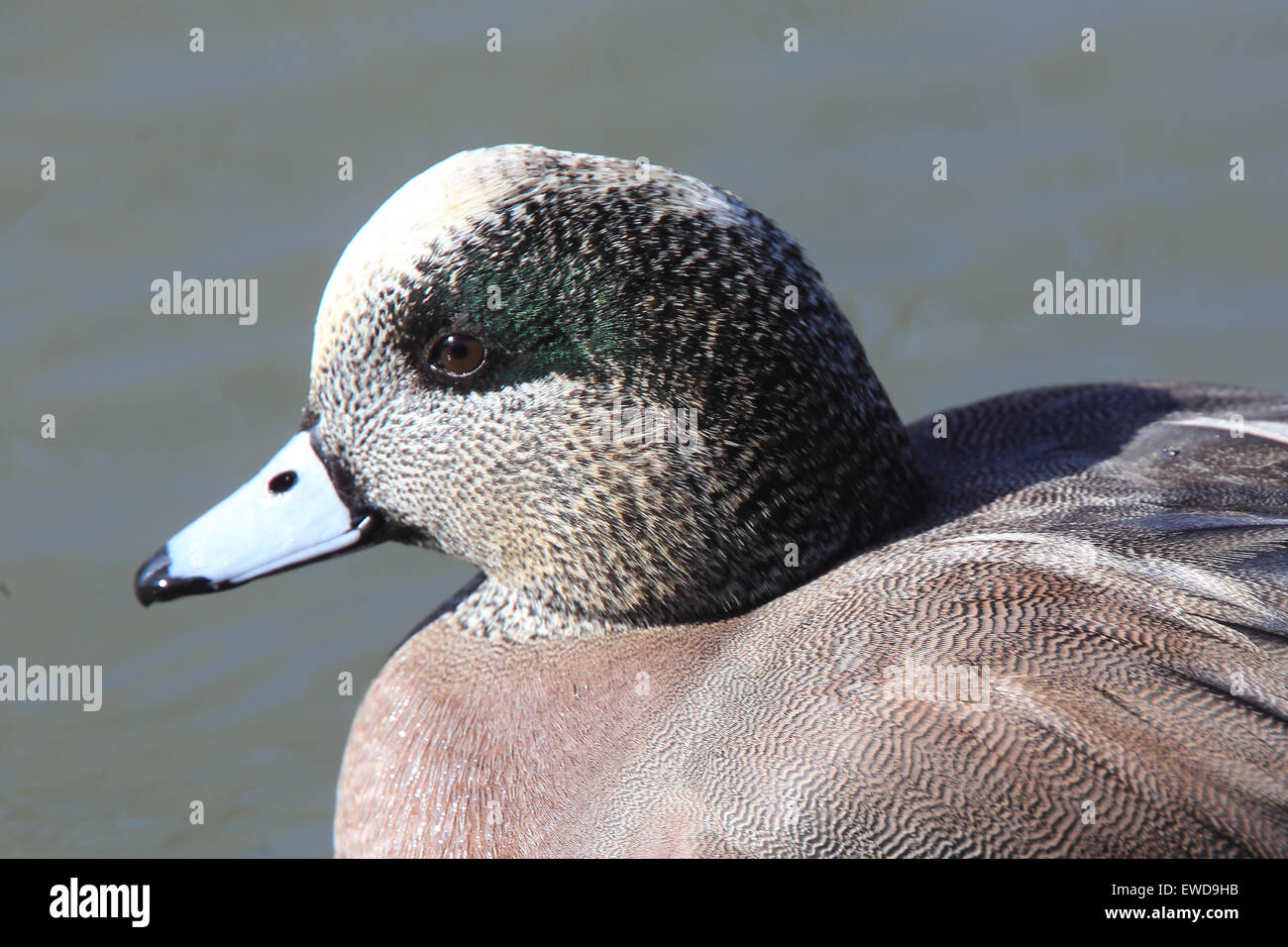 American Wigeon (Anas americana), a head shot of a male captive duck ...