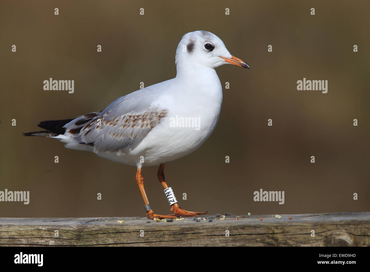 Black-headed Gull (Larus ridibundus), a first summer ringed (banded ...