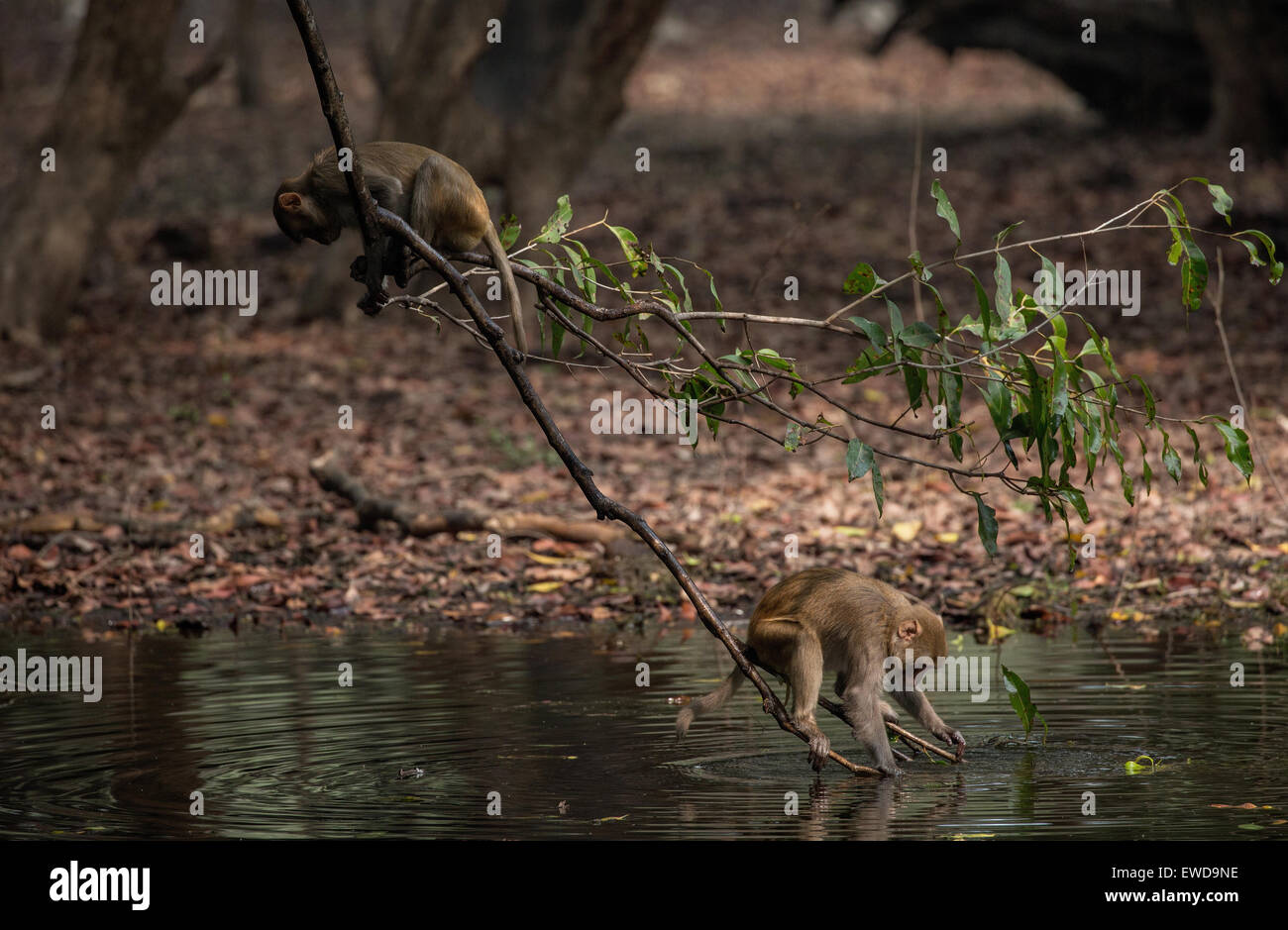Two monkeys play in water Stock Photo - Alamy