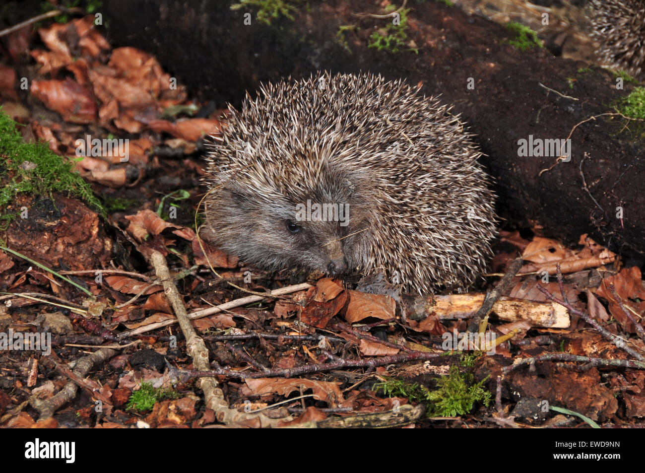 Curled up animal hi-res stock photography and images - Alamy