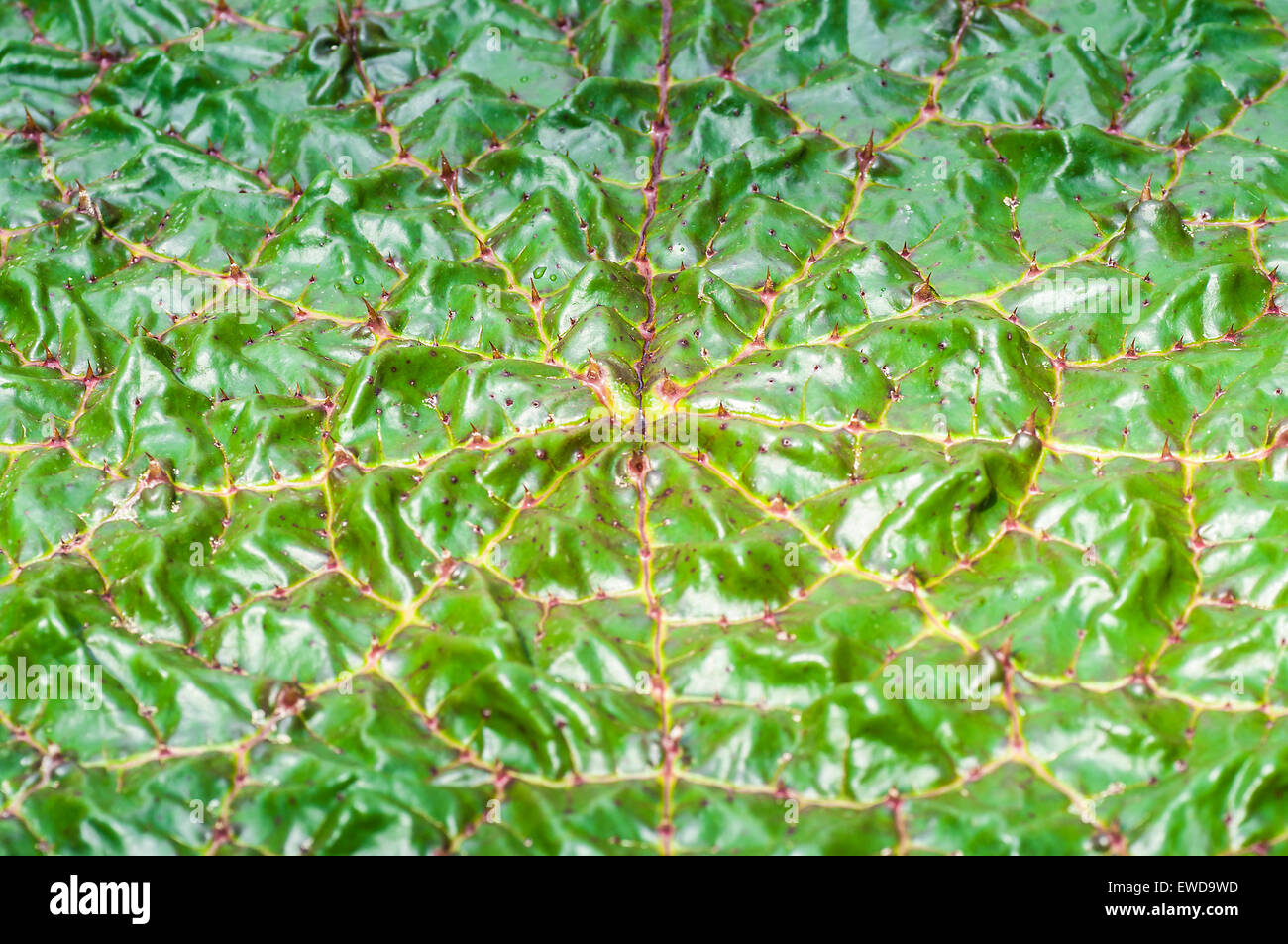 June leaf hi-res stock photography and images - Alamy
