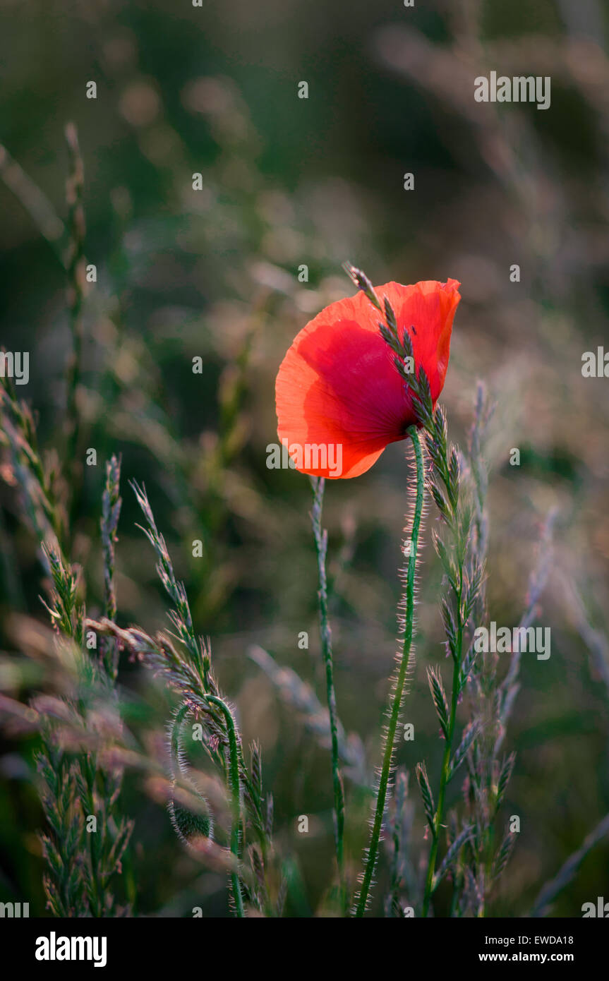 Misk hills hucknall nottinghamshire uk hi-res stock photography and ...