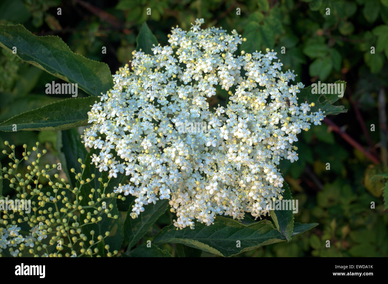 Misk Hills, Hucknall, Nottinghamshire, UK. 23rd June, 2015. UK Weather ...