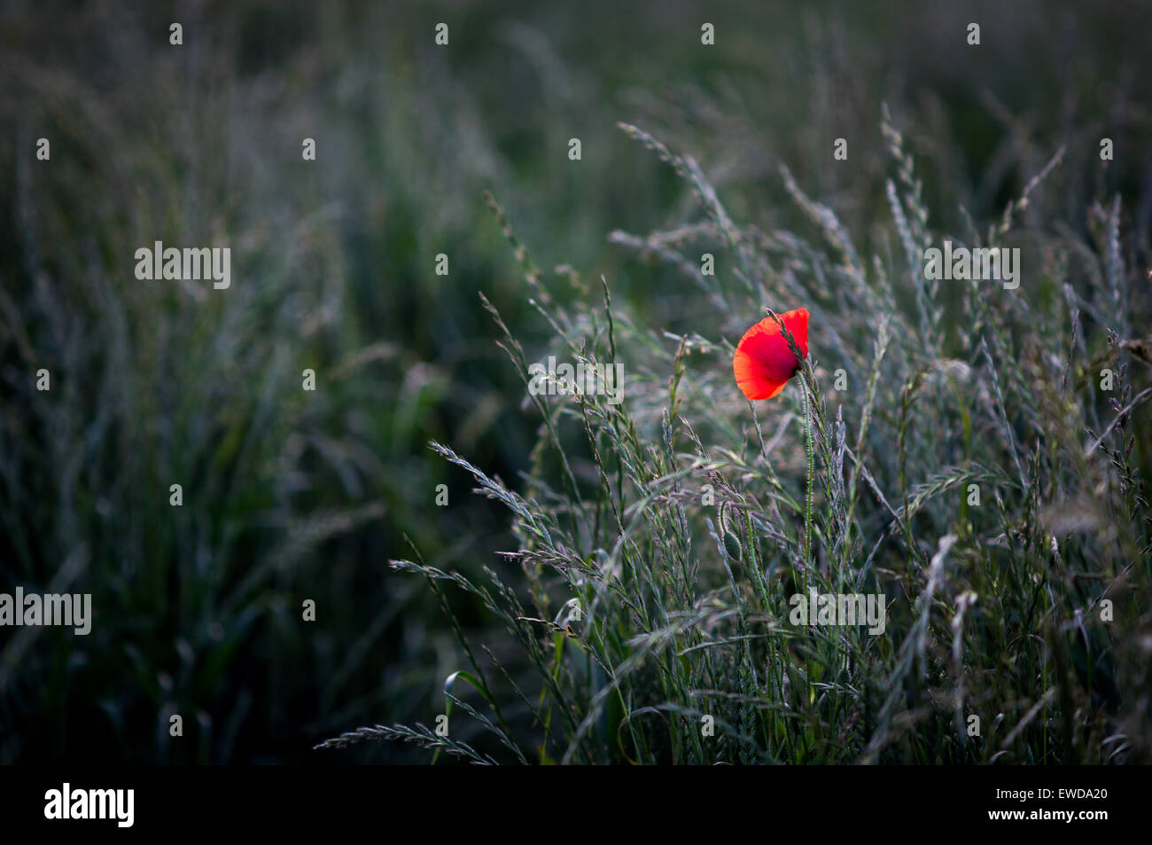 Misk hills hucknall nottinghamshire uk hi-res stock photography and ...