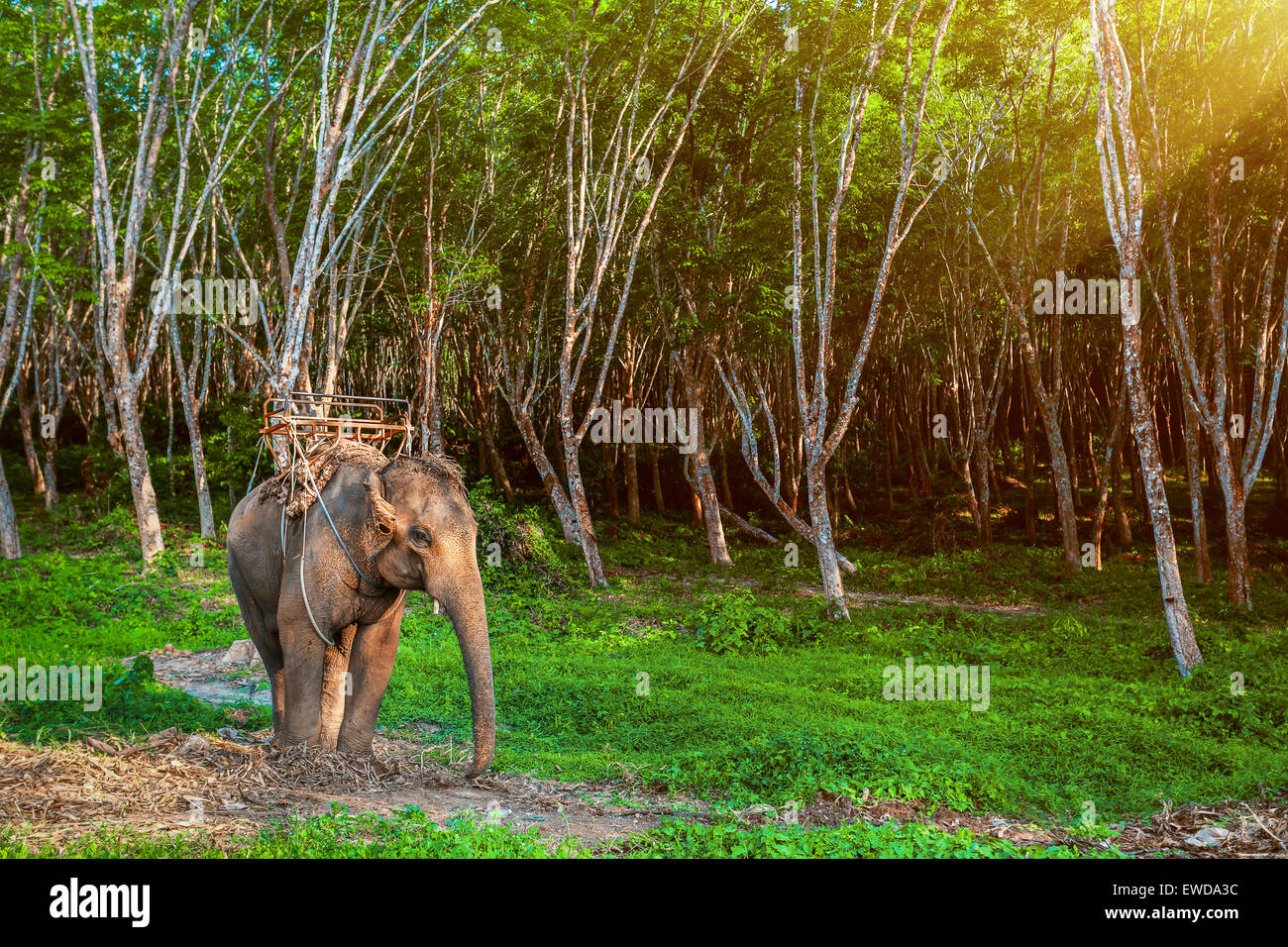 Elephant in Thailand Stock Photo - Alamy