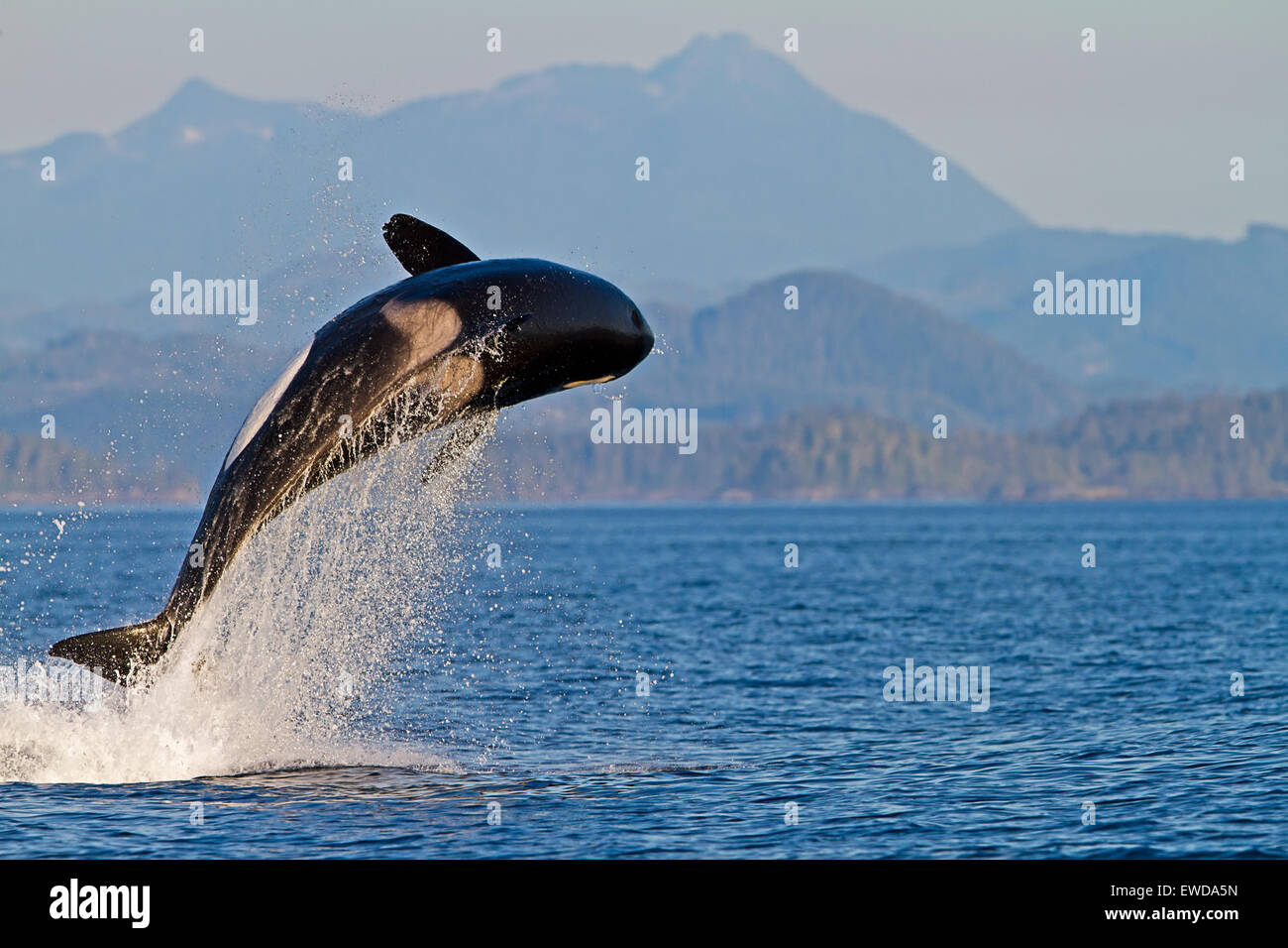 Transient killer whales (orca, Orcinus orca, T30's & T137's) after ...