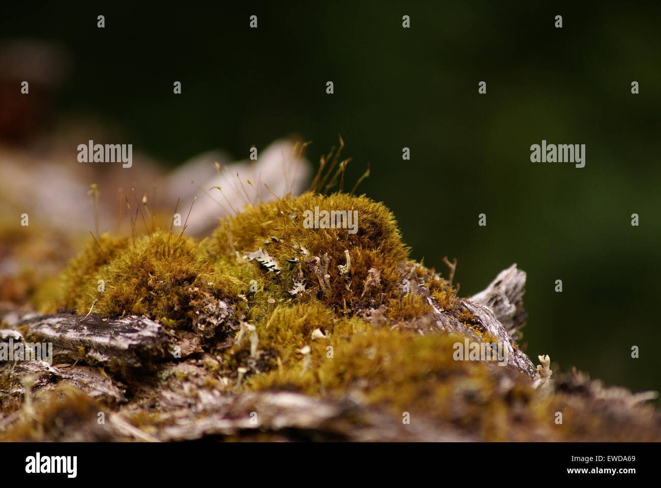 Log with moss hi-res stock photography and images - Alamy