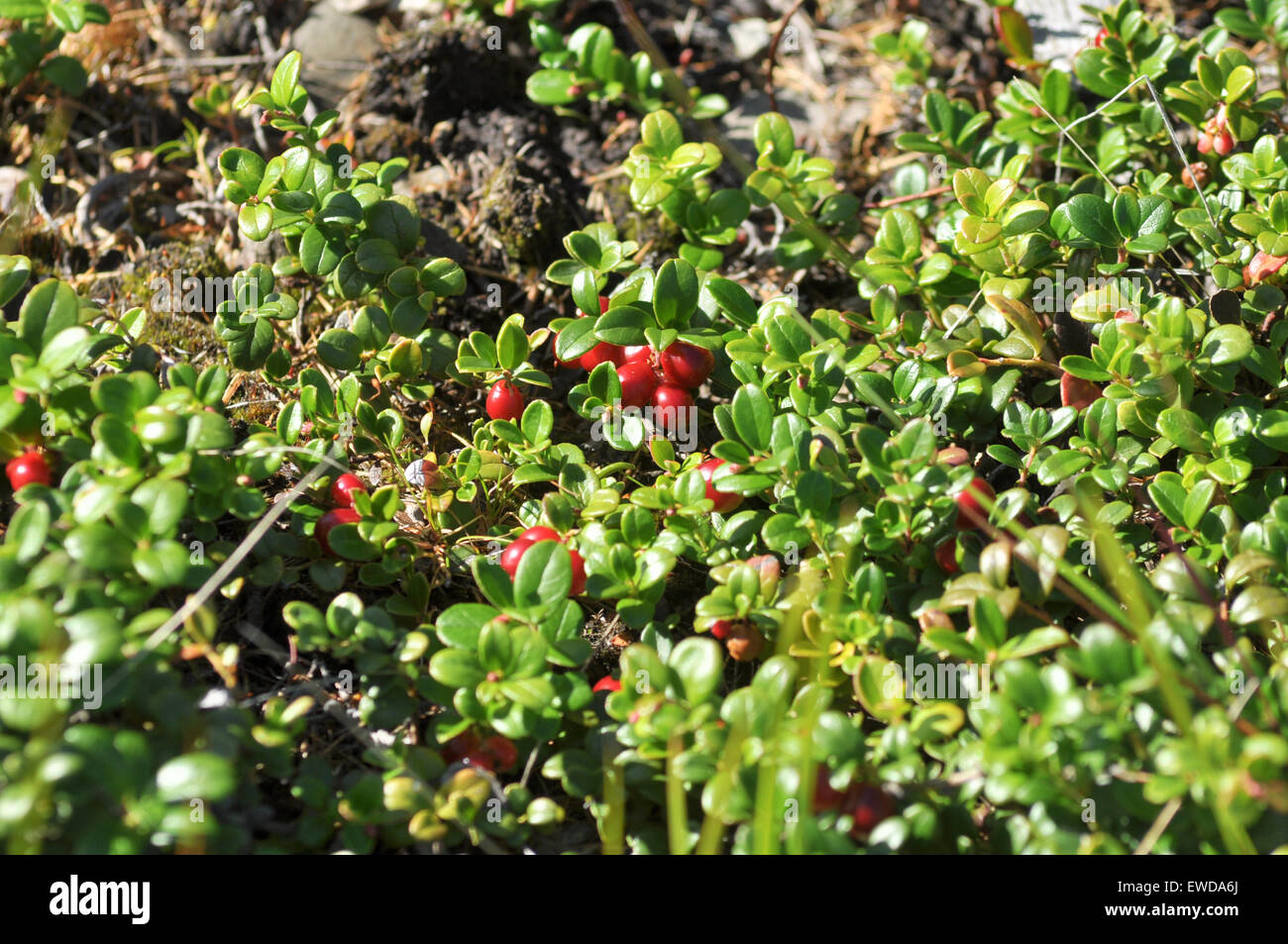 Russia, Yakutia. Red berries of cranberries amid the green of the ...