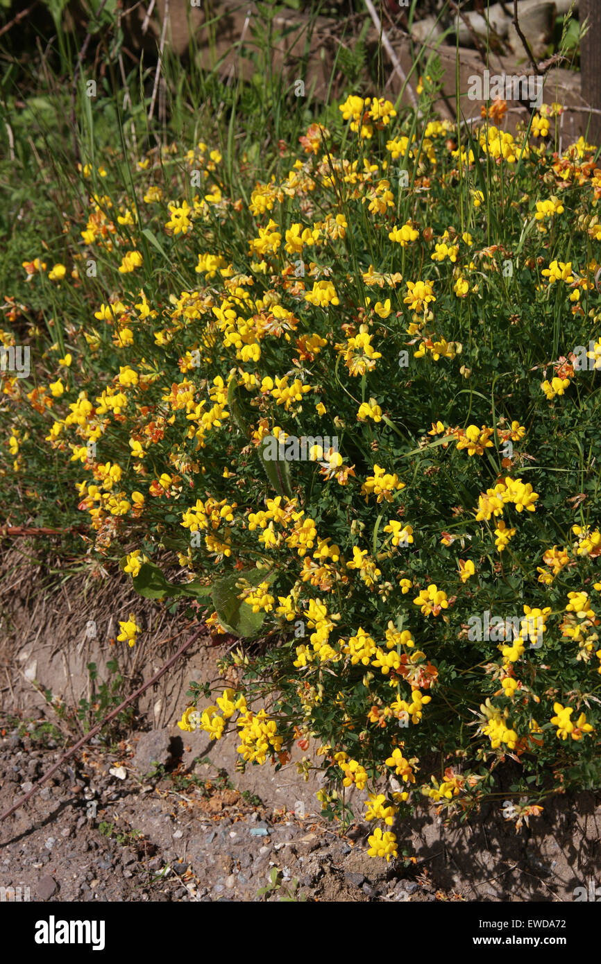 Birdsfoot Trefoil, Lotus corniculatus, Fabaceae Stock Photo - Alamy