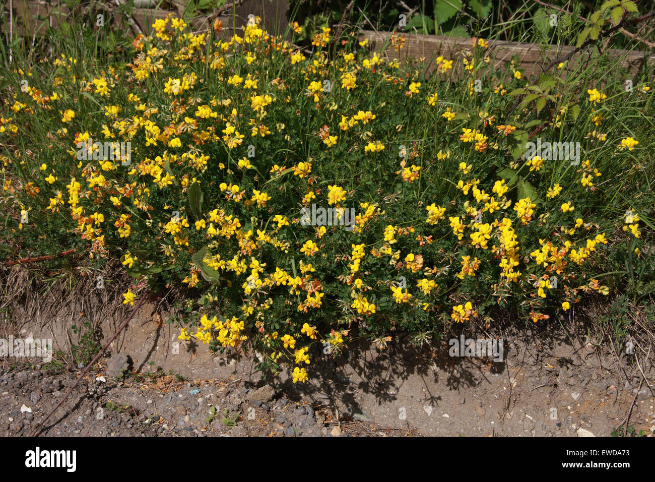Birdsfoot Trefoil, Lotus corniculatus, Fabaceae Stock Photo - Alamy