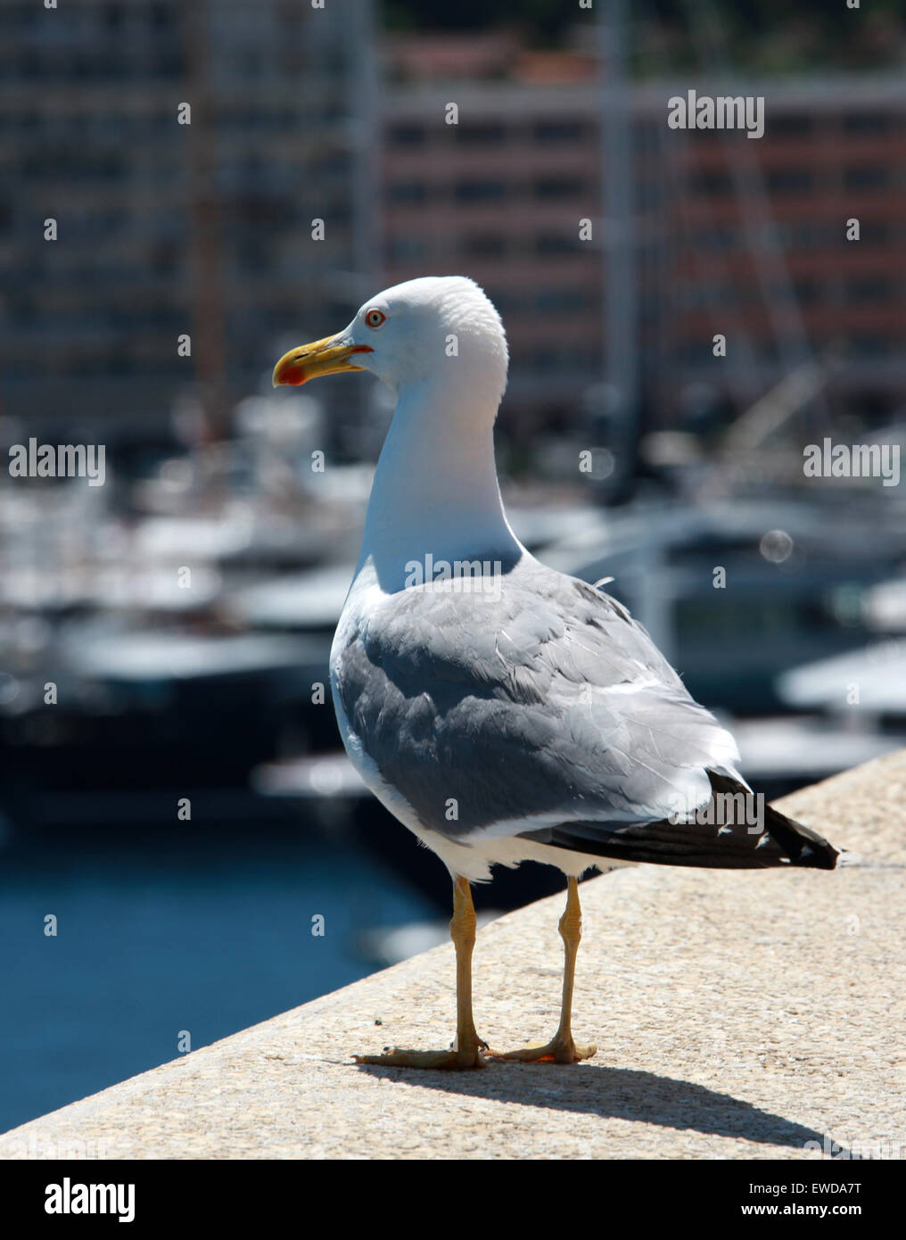 Laridae hi-res stock photography and images - Alamy