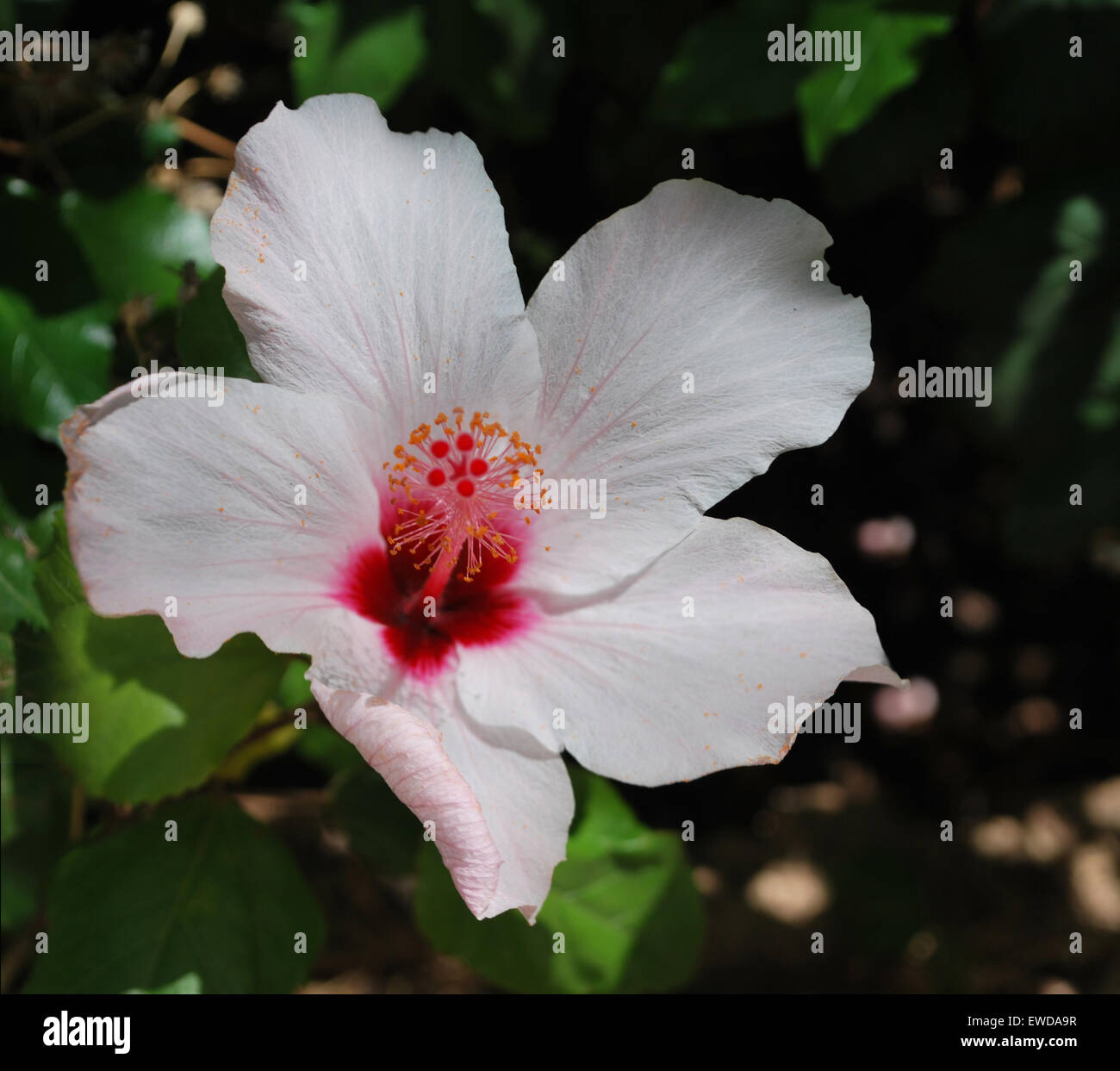 Hibiscus white flower hi-res stock photography and images - Alamy