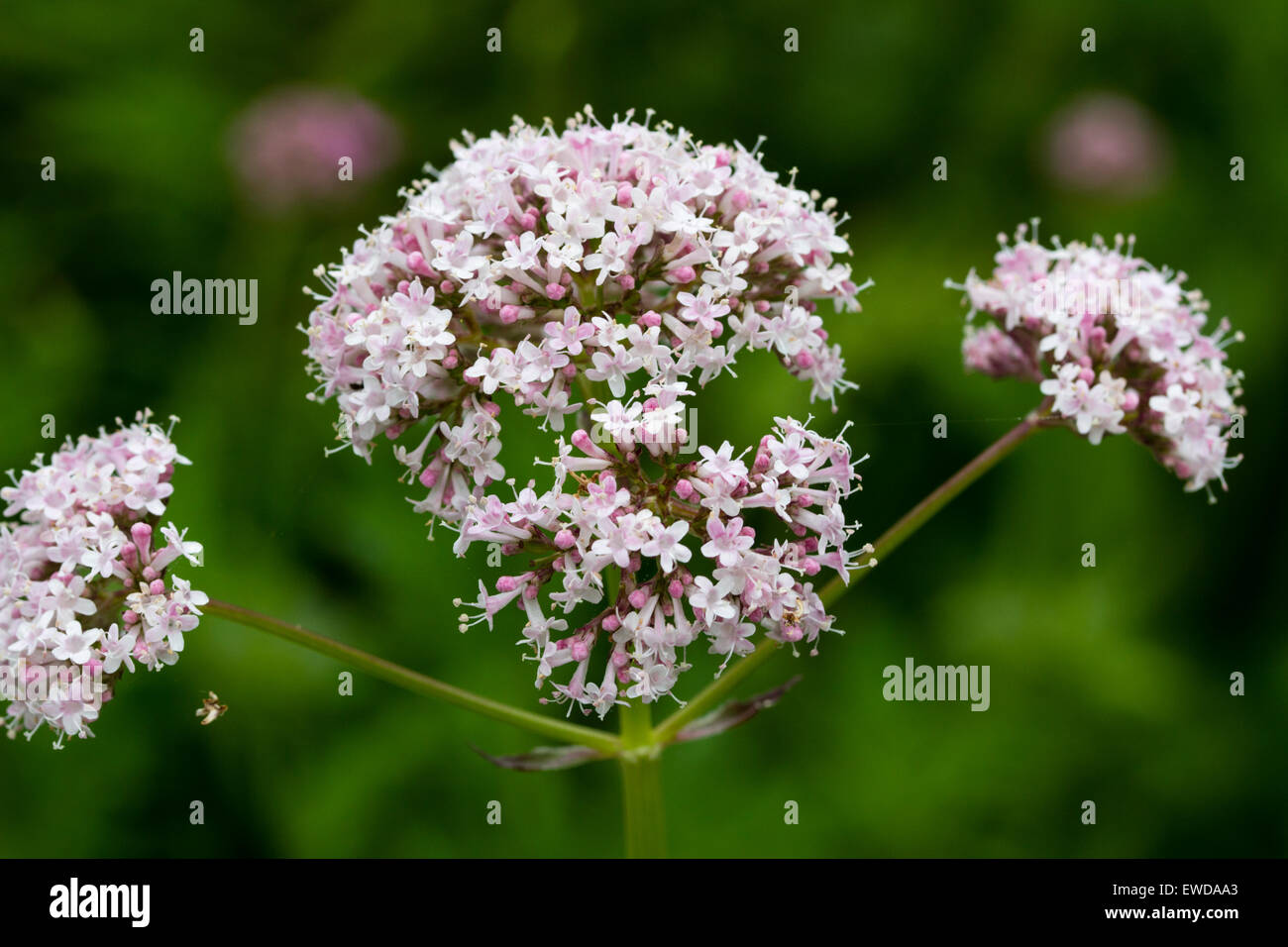 Valerian herb hi-res stock photography and images - Alamy