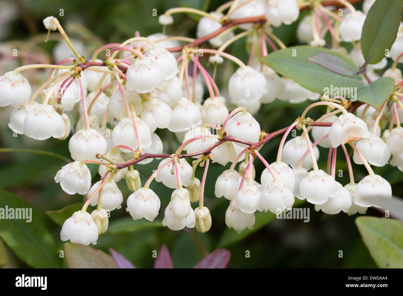 White bell flowers of the glaucous leaved shrub, Zenobia pulverulenta ...