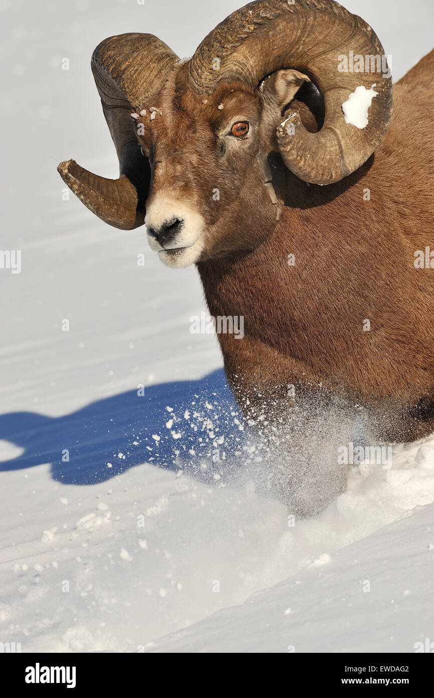Ram Running