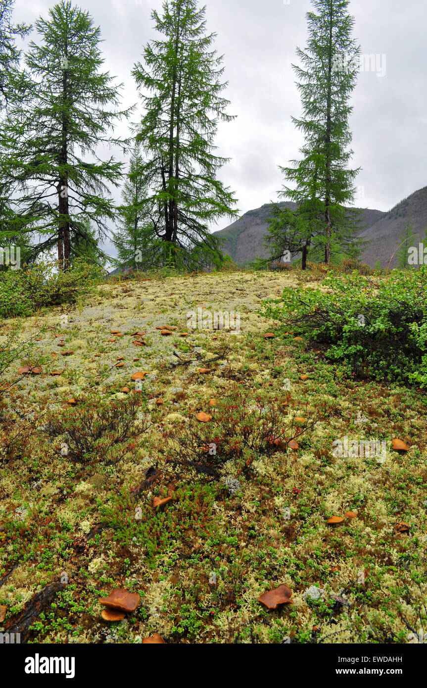 Larch taiga in the mountain region of Yakutia. Ridge Suntar-khayata ...