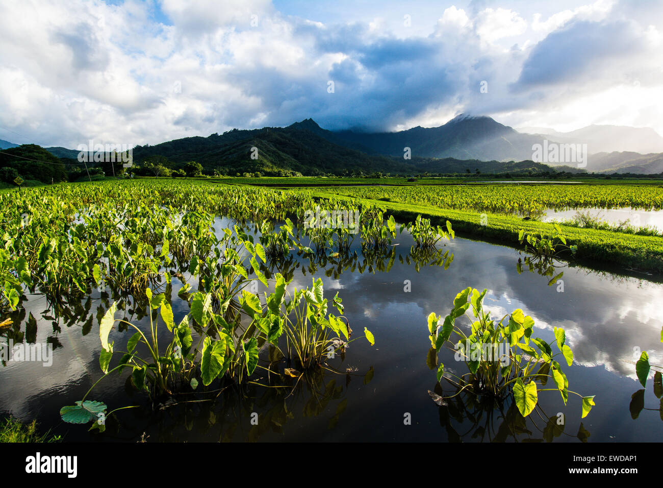 Poi hawaii hi-res stock photography and images - Alamy
