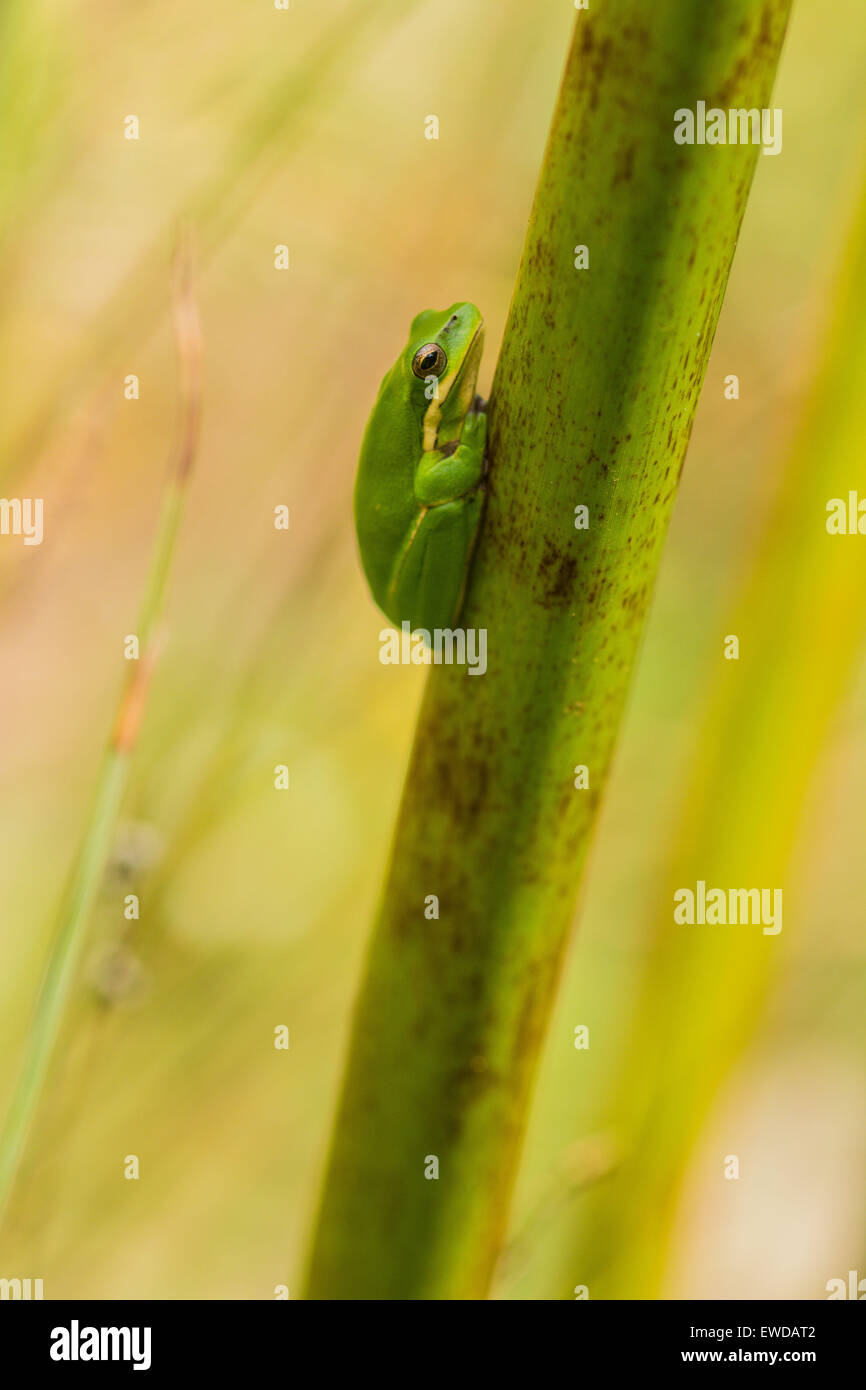 Eastern dwarf tree frog (Litoria fallax), Brisbane, Queensland ...
