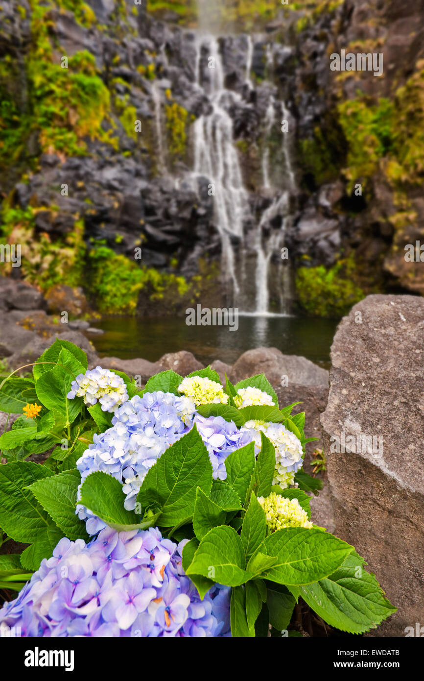 Hydrangea blossom in front of waterfall, Flores, Azores Islands Stock ...