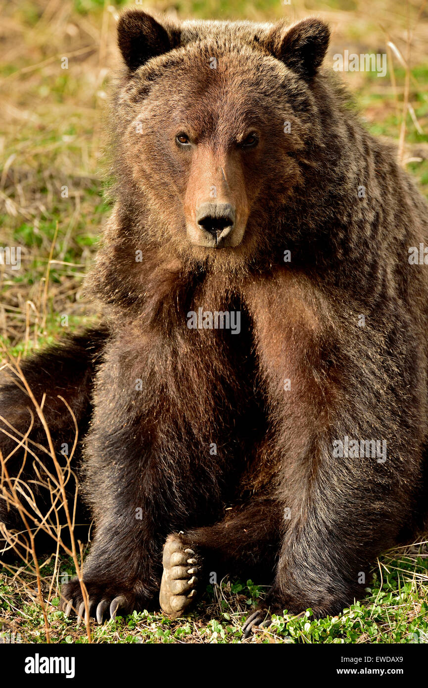 An adult grizzly bear, Ursus arctos, sitting on his rear end looking ...