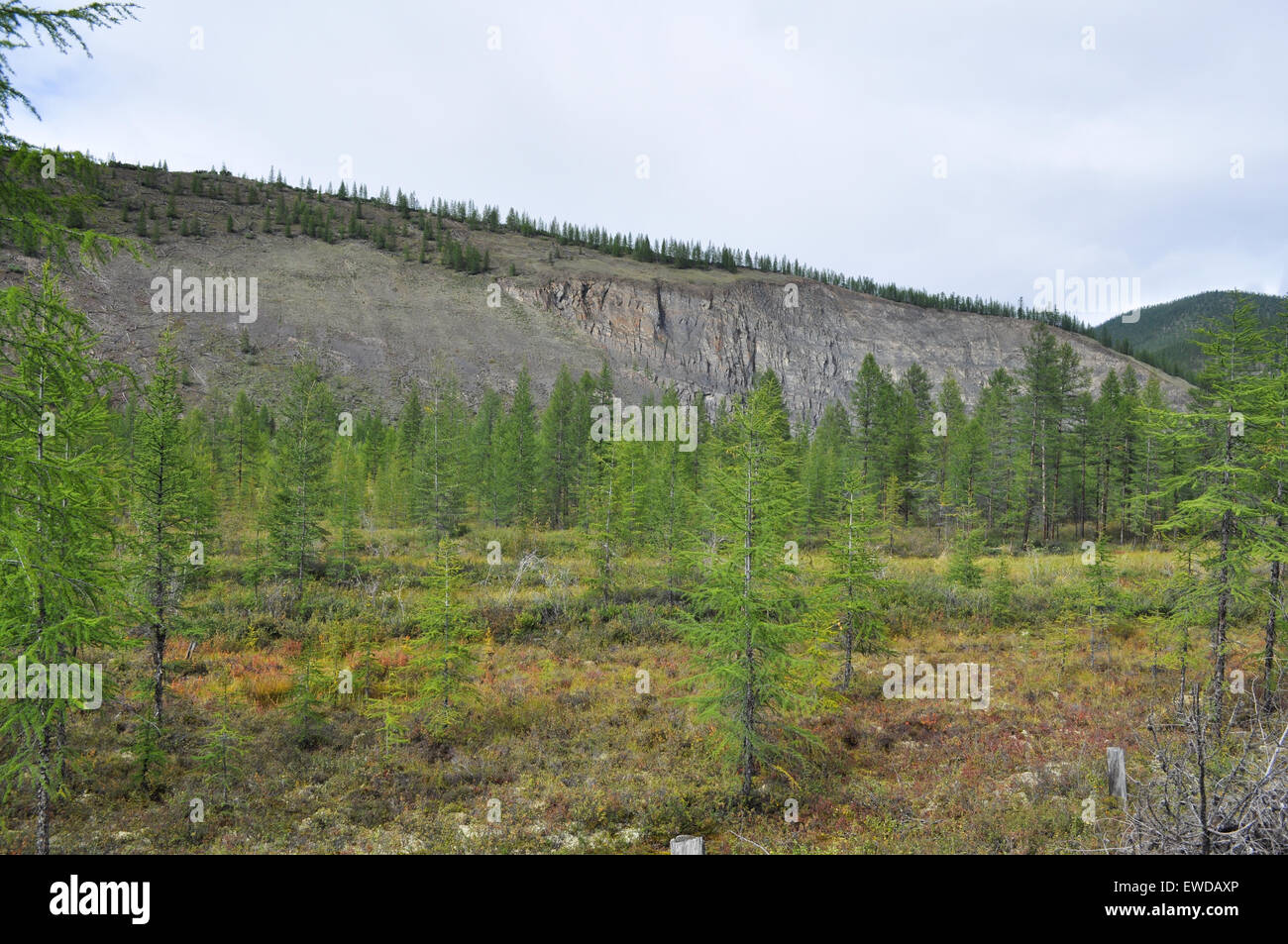 Sparse mountain taiga in Yakutia. Cloudy landscape in the route area ...