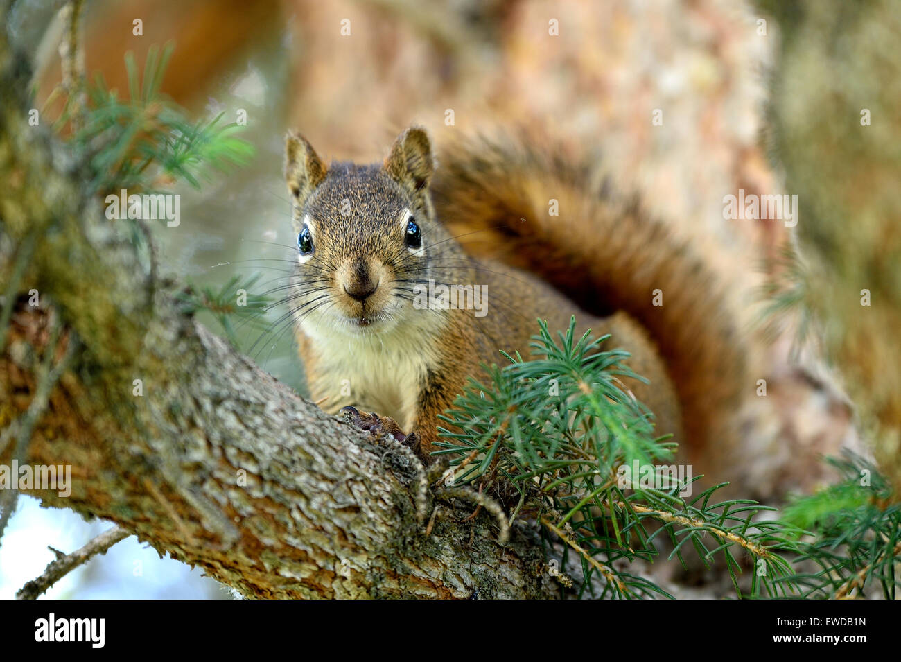 A wild Red Squirrel Tamiasciurus hudsonicus, sitting on a tree branch ...