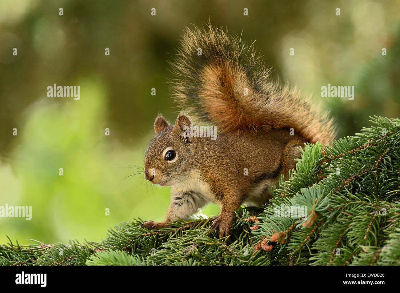 A wild Red Squirrel Tamiasciurus hudsonicus, sitting on a tree branch ...