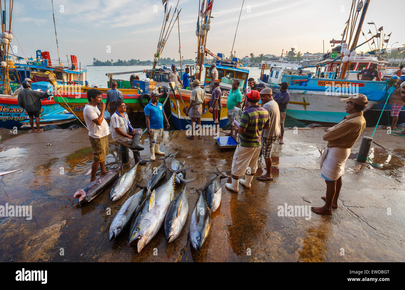 Fish Market in Negombo, Sri Lanka Stock Photo - Alamy