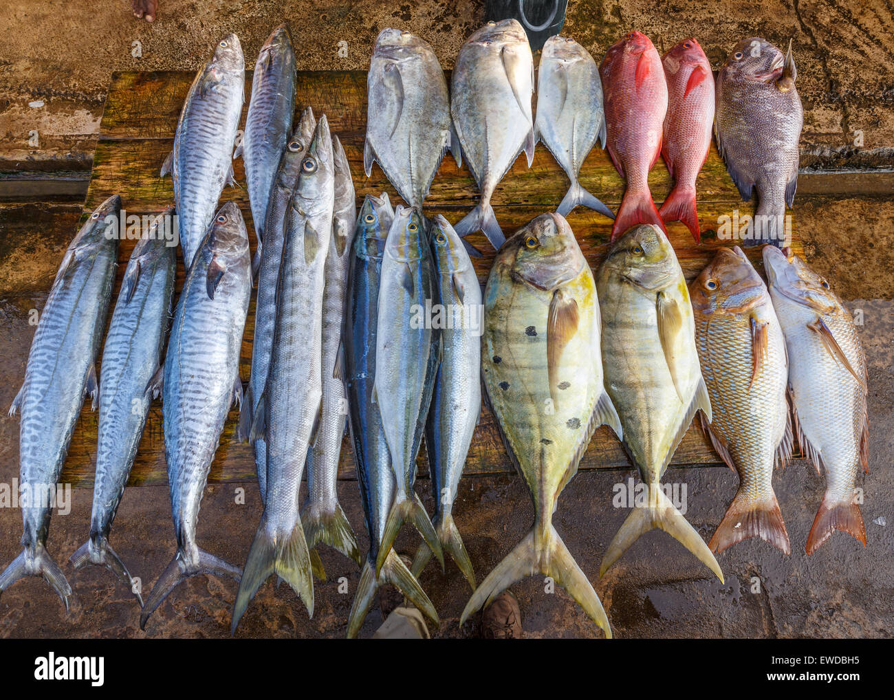 Fish laid out at Negombo Fish market, Sri Lanka Stock Photo - Alamy