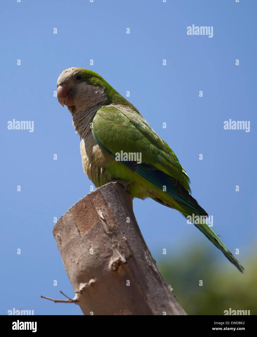 Green Quaker Parrot Stock Photo - Alamy