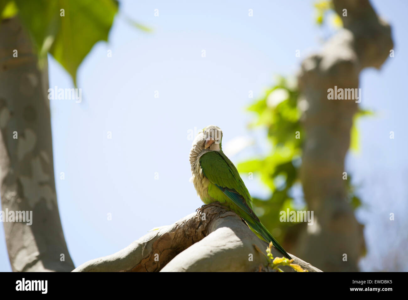 Quaker parrot hi-res stock photography and images - Alamy