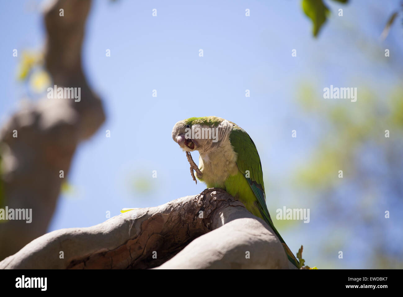 Quaker parrot hi-res stock photography and images - Alamy