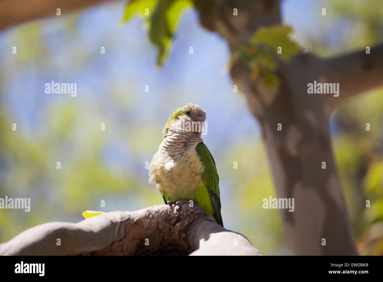 Green Quaker Parrot Stock Photo - Alamy