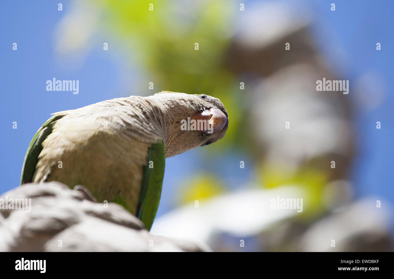 Green Quaker Parrot Stock Photo - Alamy
