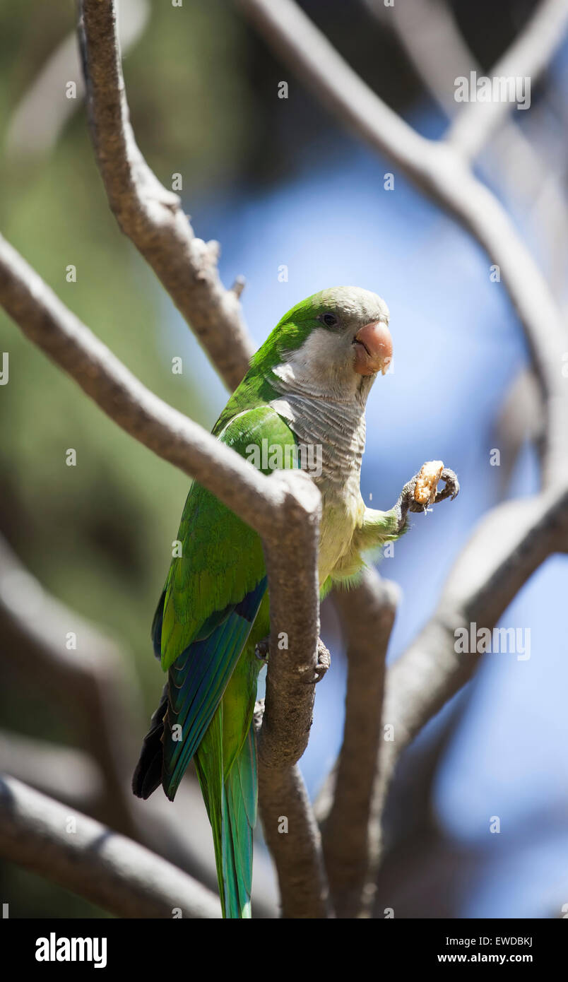 Green Quaker Parrot Stock Photo - Alamy