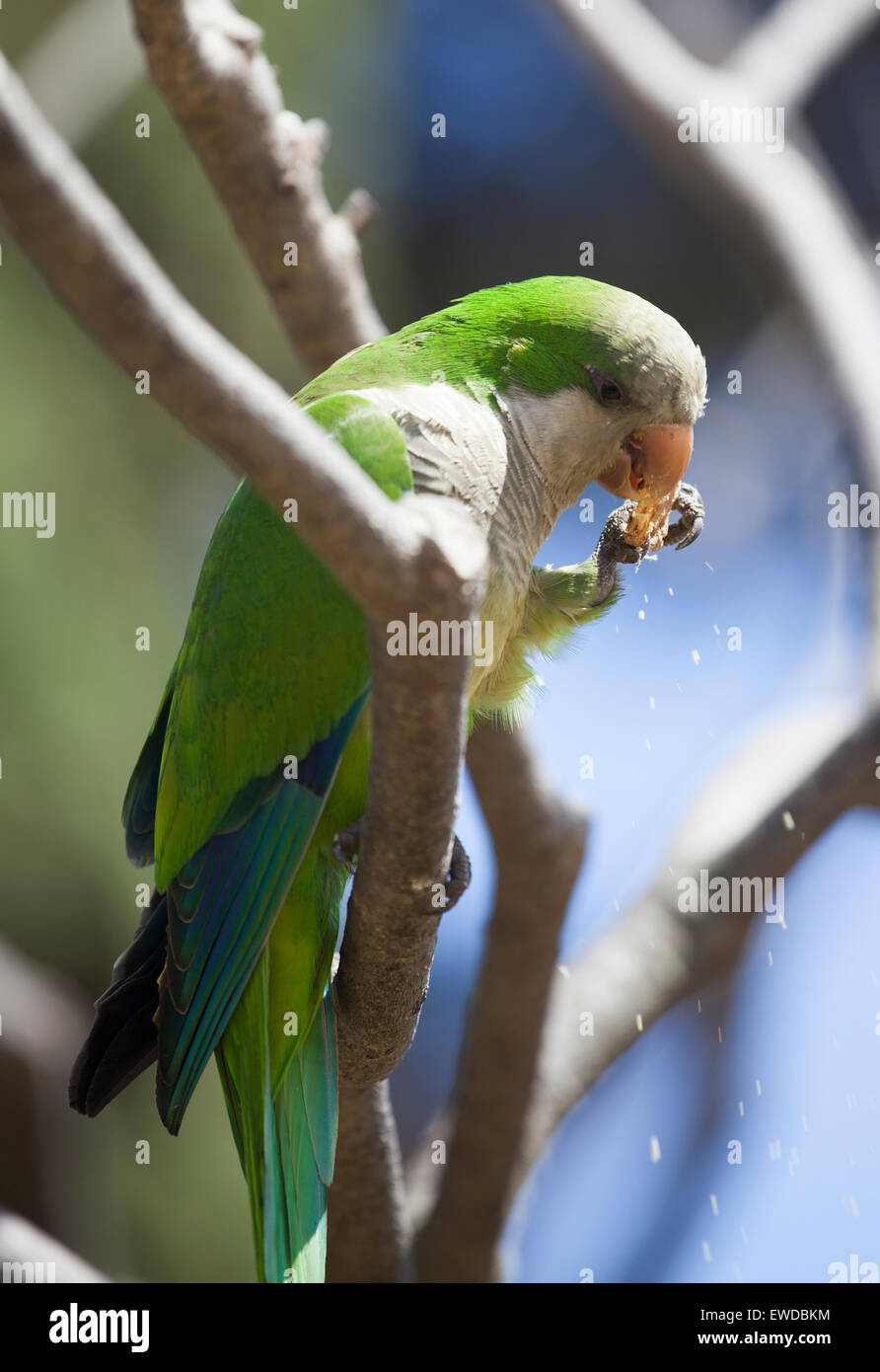 Green Quaker Parrot Stock Photo - Alamy