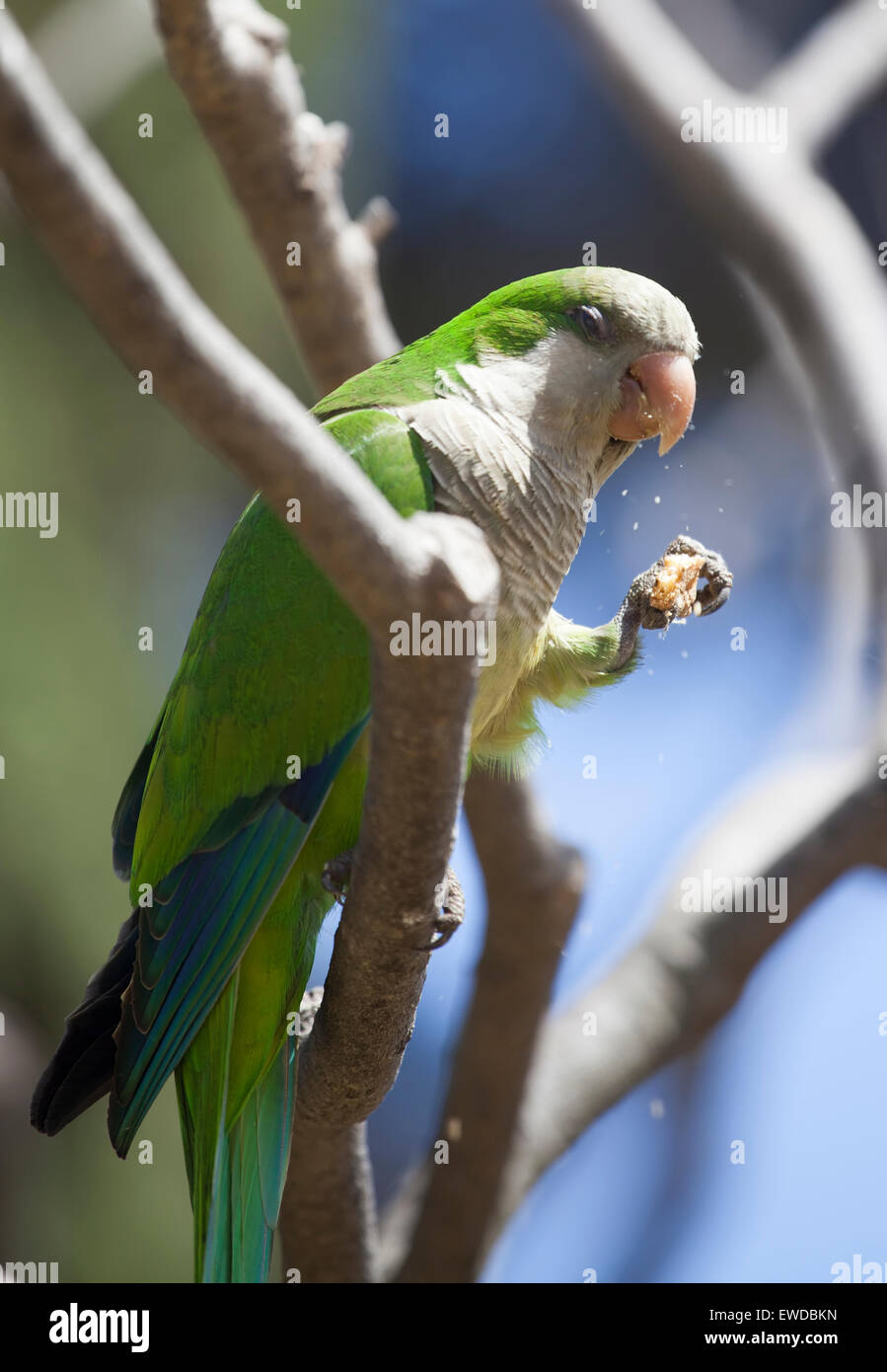 Green Quaker Parrot Stock Photo - Alamy