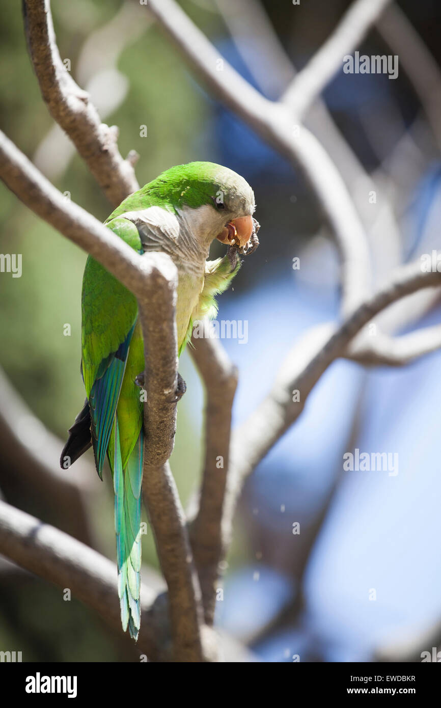 Green Quaker Parrot Stock Photo - Alamy
