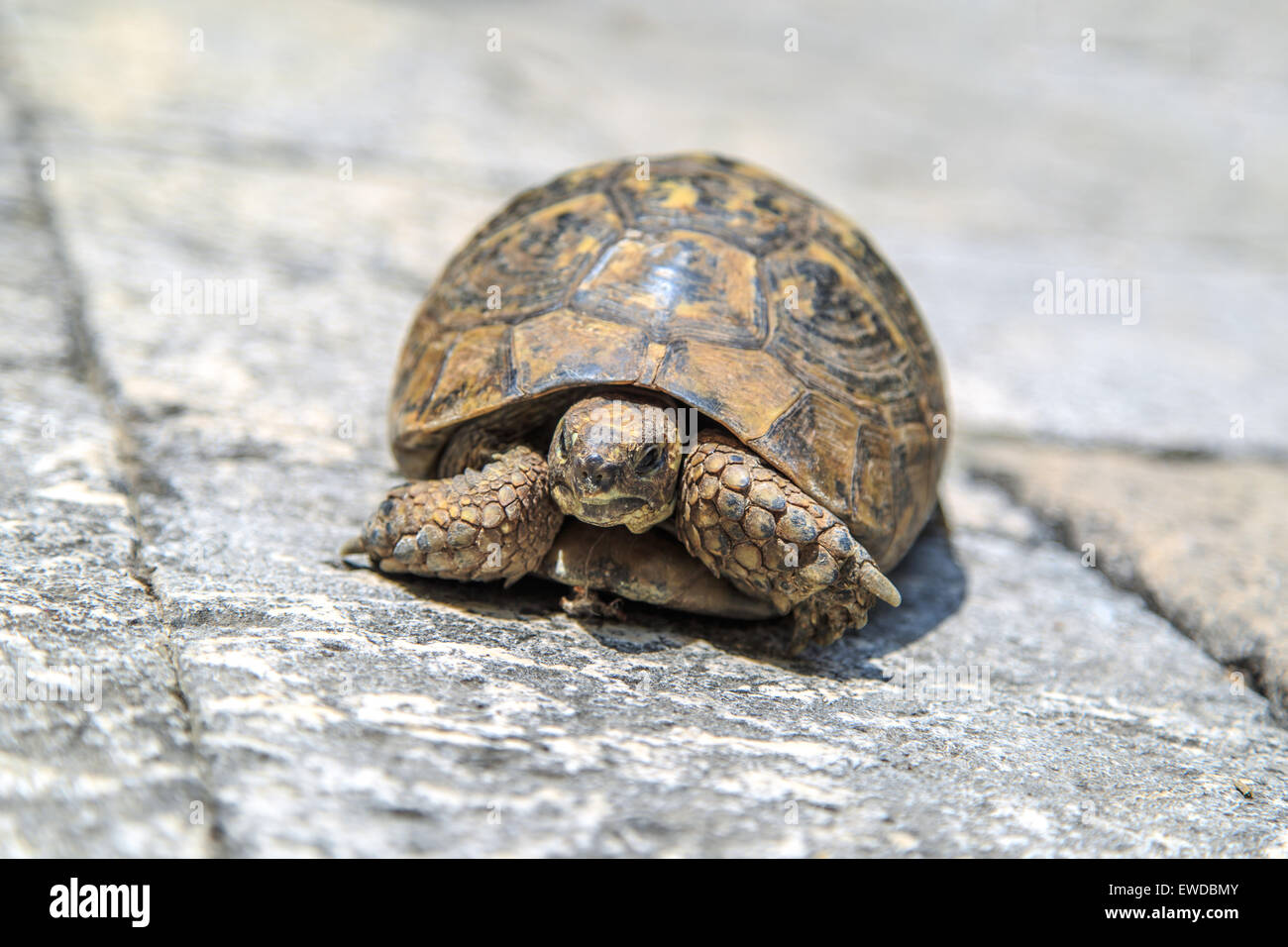 Tortoise animal front view hi-res stock photography and images - Alamy