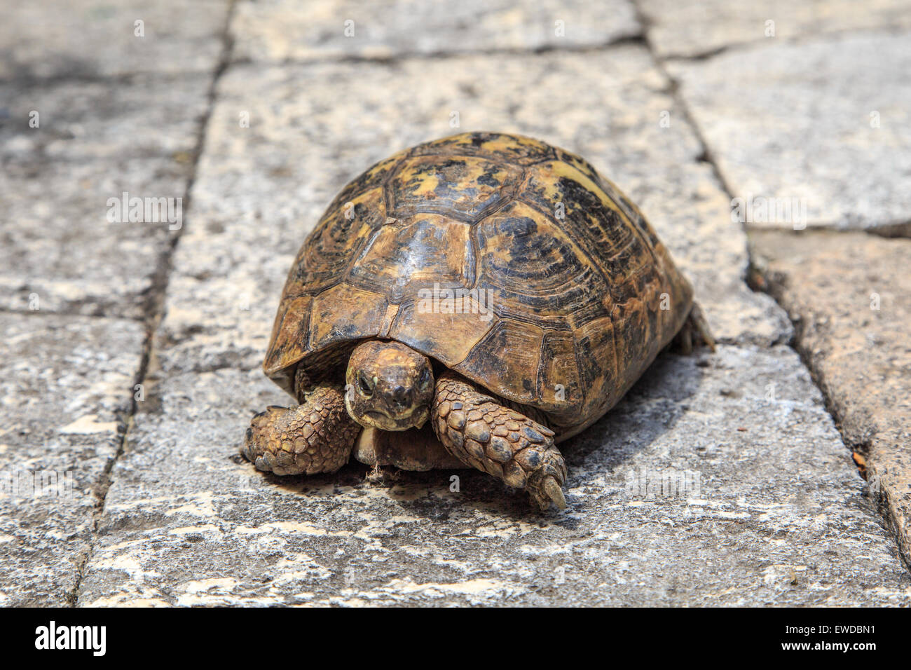 Close up detailed front view of tortoise walking in the stone garden ...
